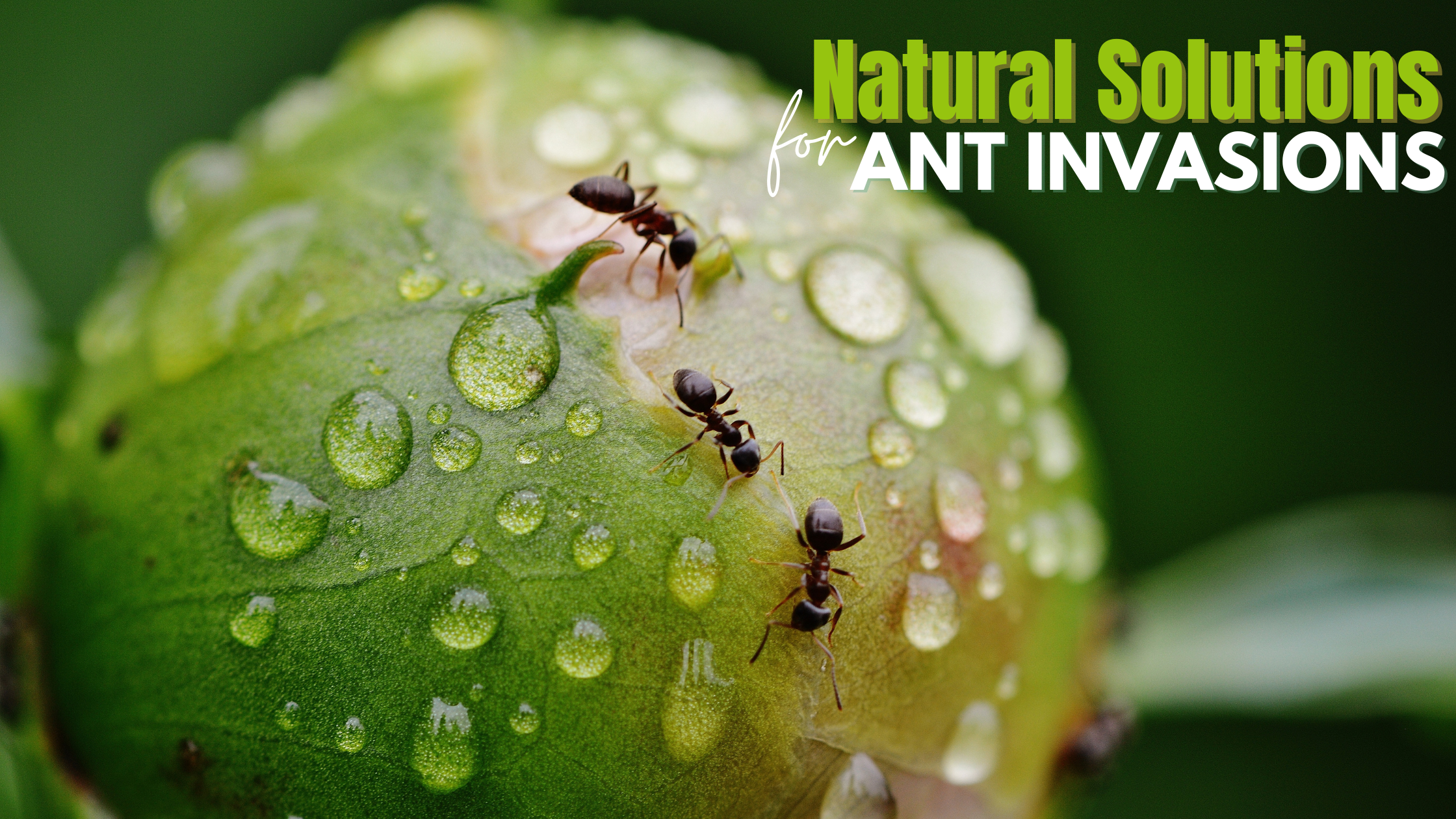 Natural Ant Control for Gardens | Safe Solutions – Cedar Planters