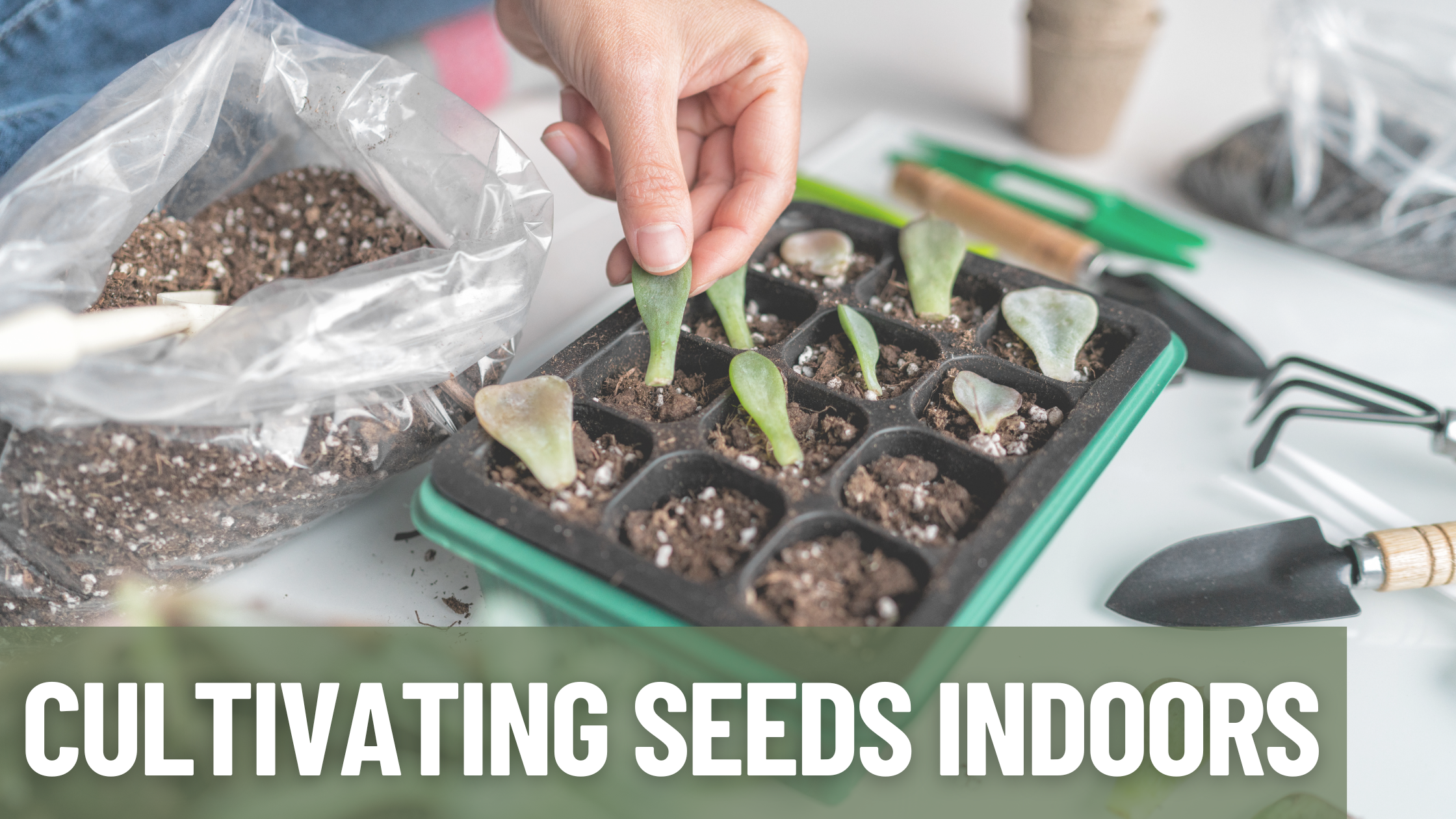 Start Seeds Indoors for Spring: Complete Growing Guide – Cedar Planters