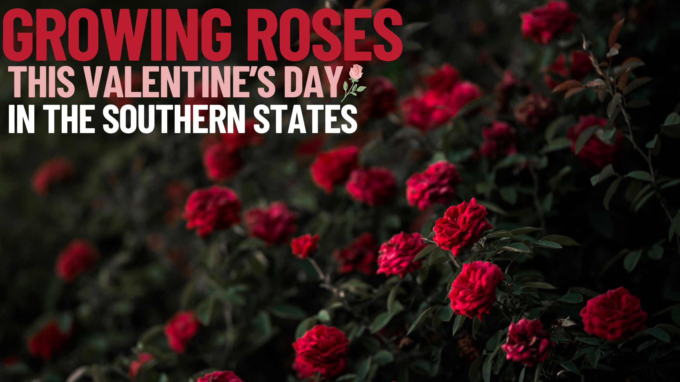 How to Grow Roses in Southern States | Valentine's Guide – Cedar Planters