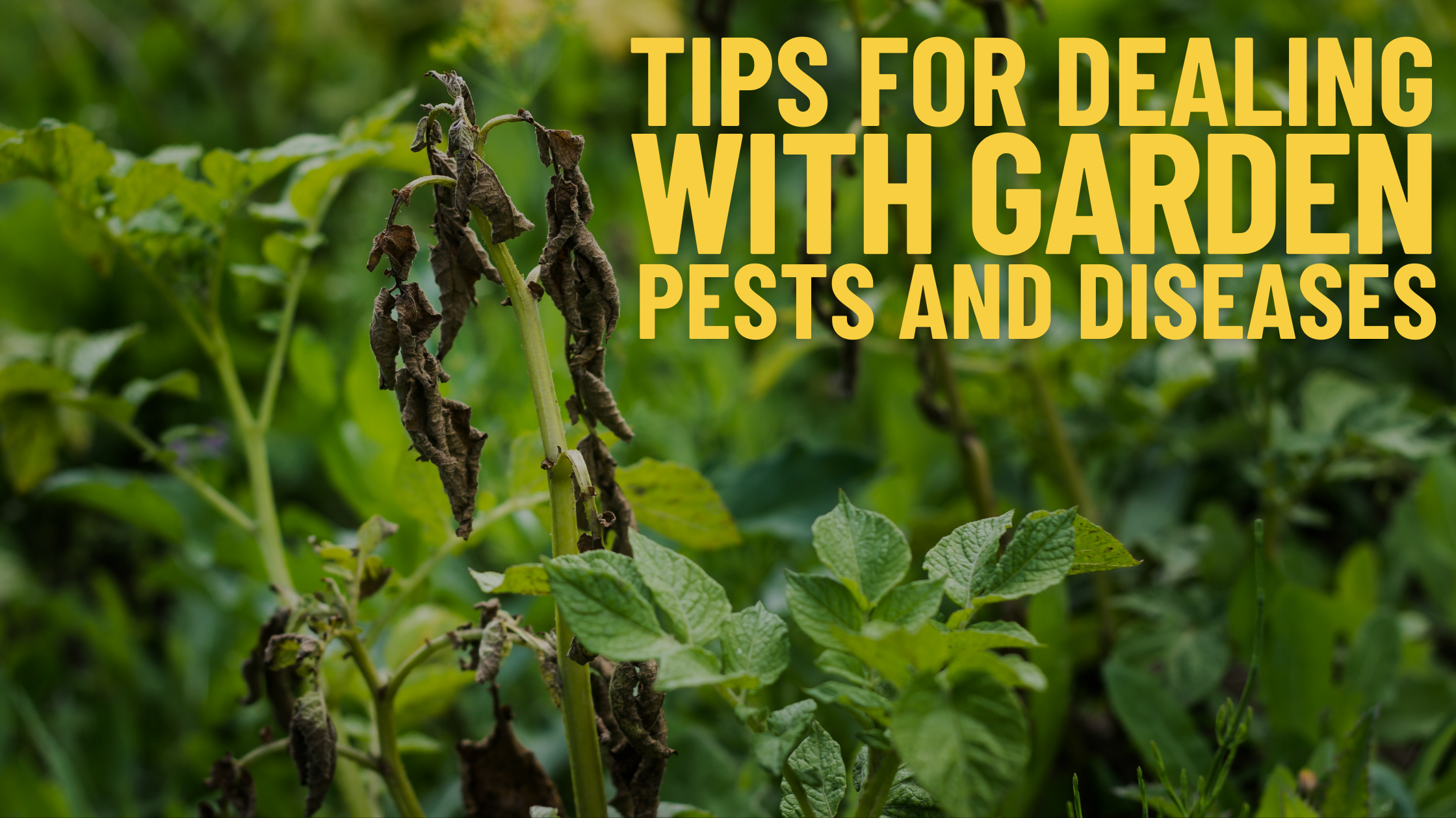 Tips For Dealing With Garden Pests & Diseases – Cedar Planters