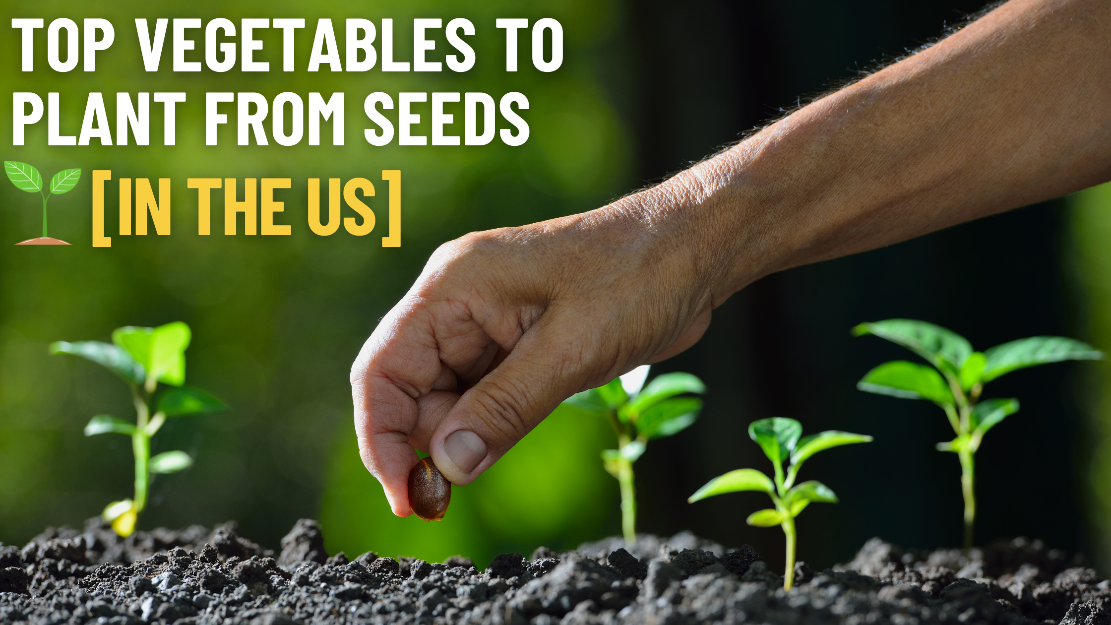 5 Best Vegetables to Grow From Seeds for Beginners – Cedar Planters