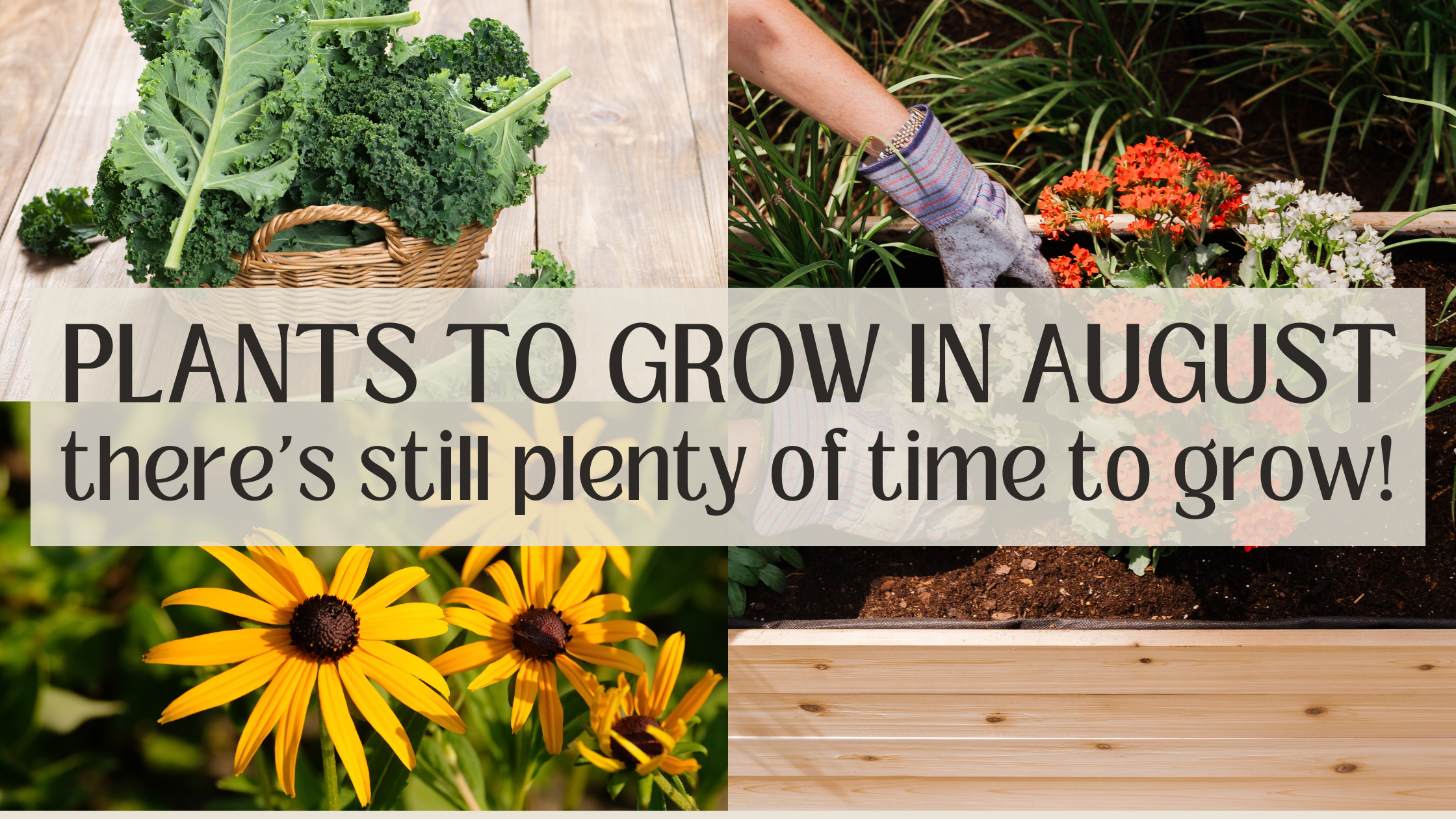 Best Plants to Grow in August | Garden Guide – Cedar Planters