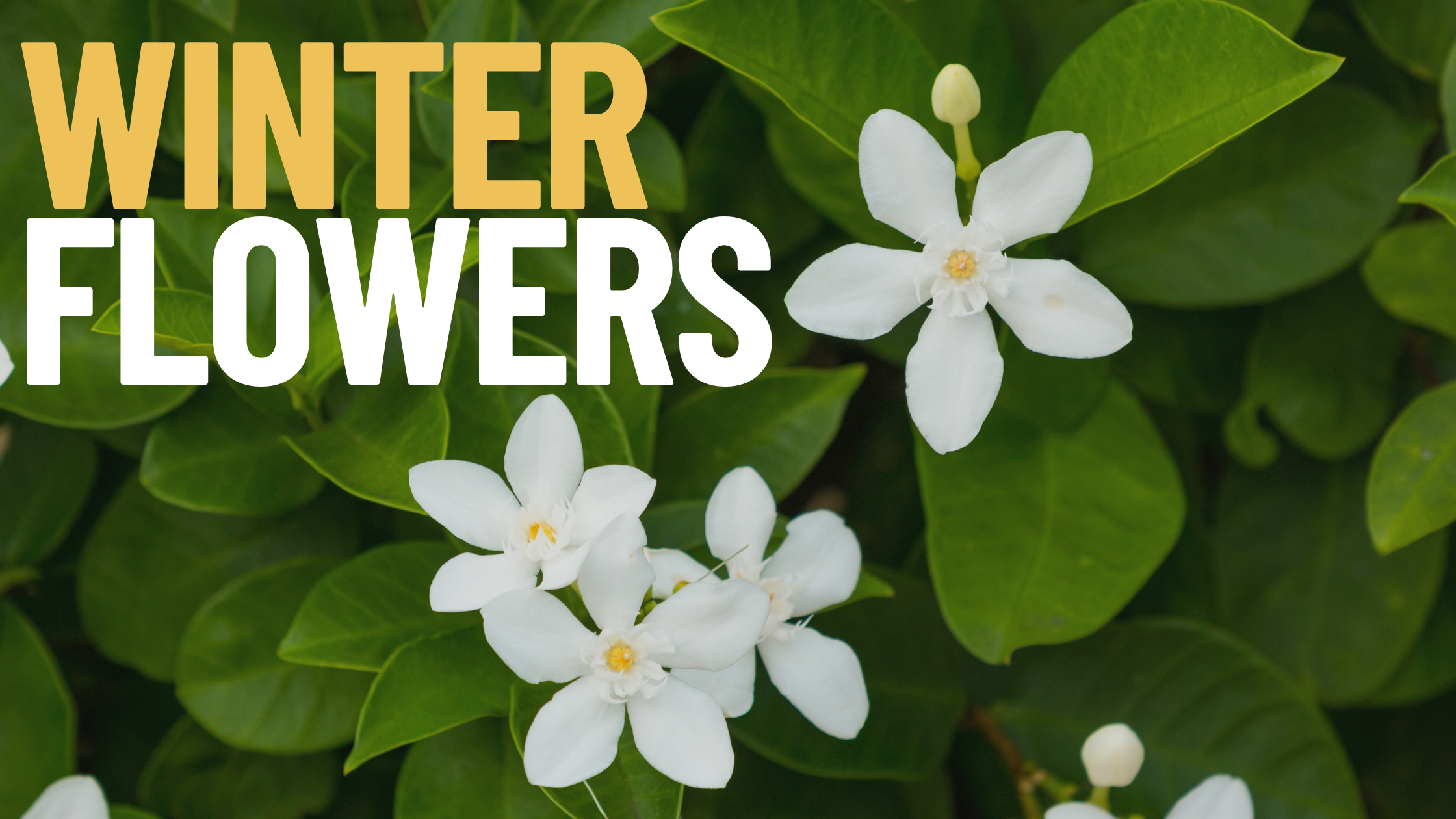 Best Winter Flowers for Your Garden | Hardy Blooms – Cedar Planters
