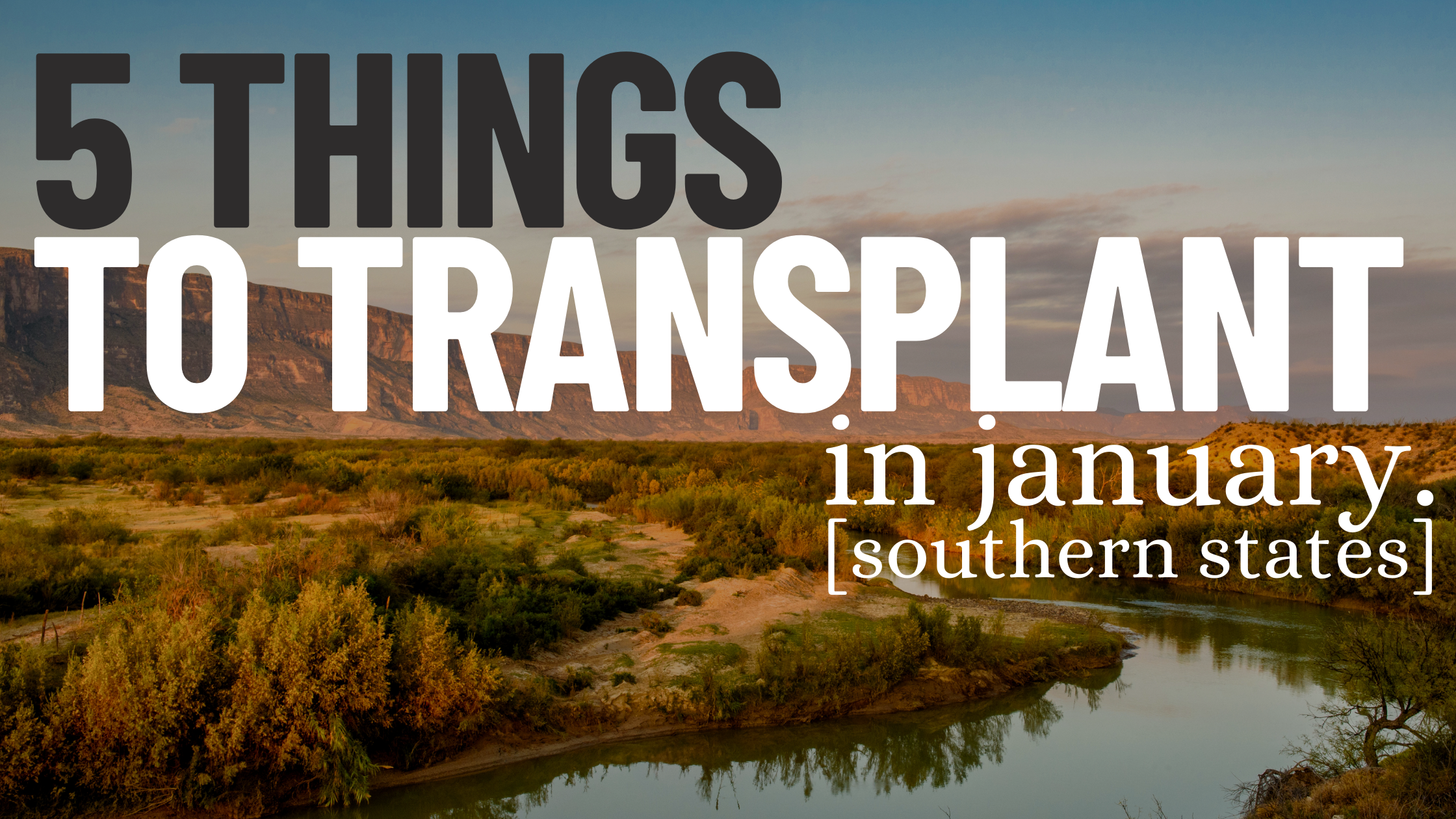 5 Vegetables to Transplant in Southern States in January – Cedar Planters