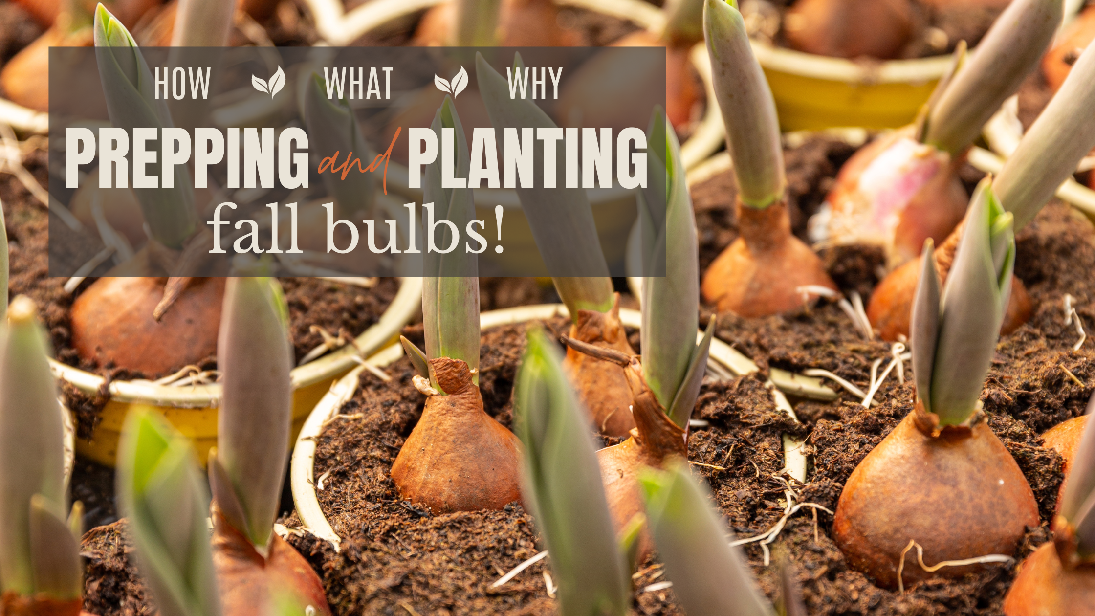Fall Bulbs in Raised Garden Beds: Growing Guide – Cedar Planters