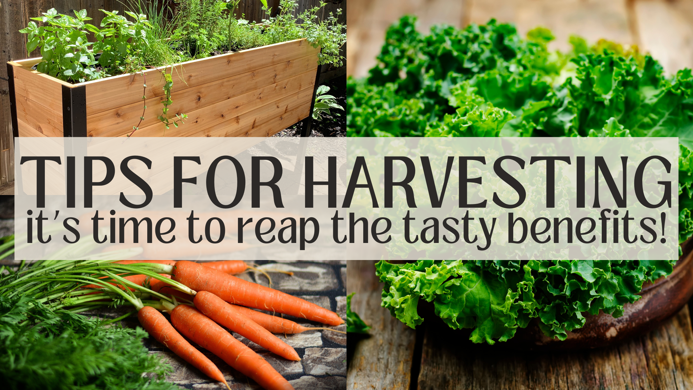 Vegetable Harvesting Guide: Best Methods & Tips – Cedar Planters