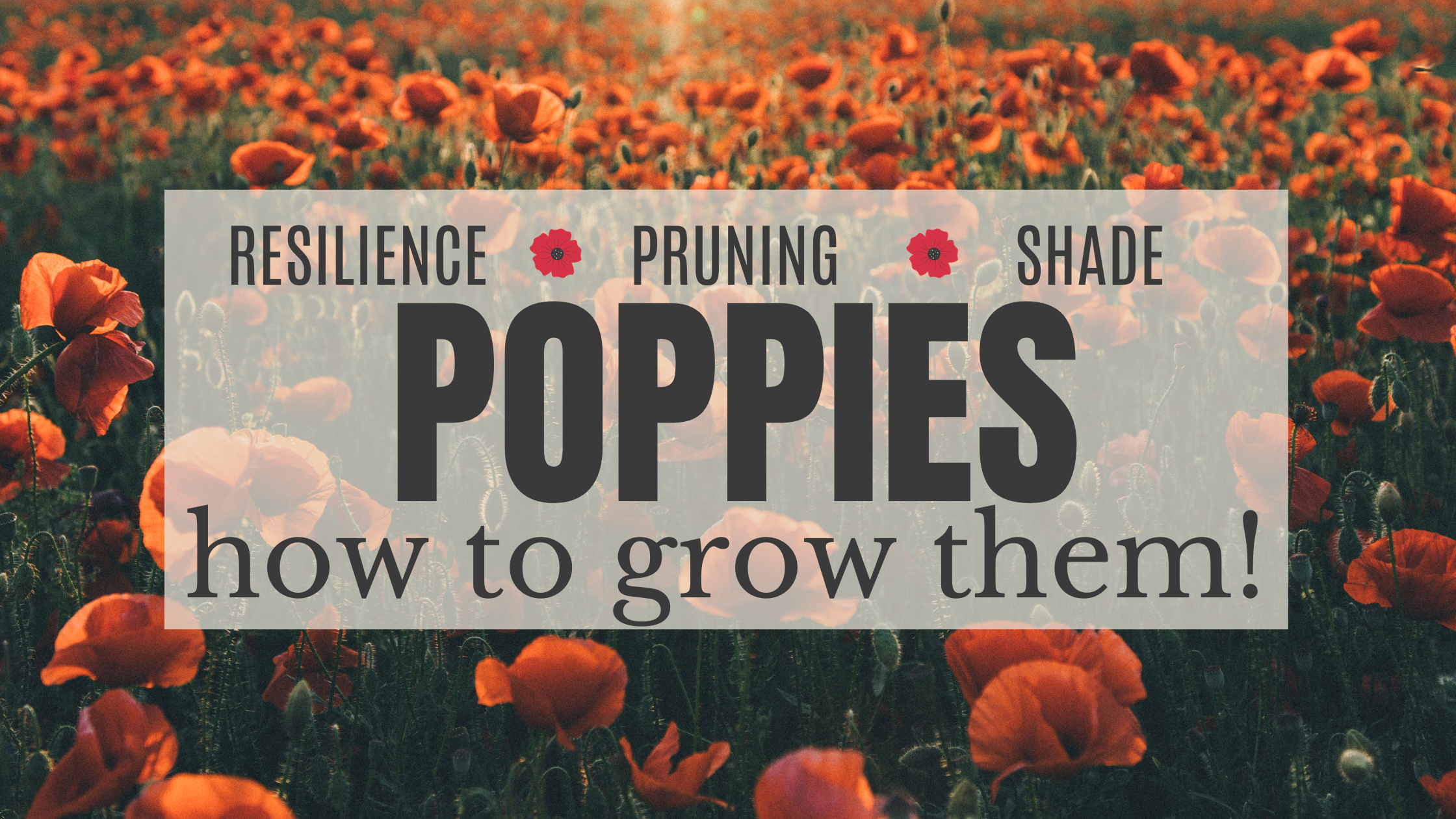 How to grow Poppies in honour of Remembrance Day – Cedar Planters